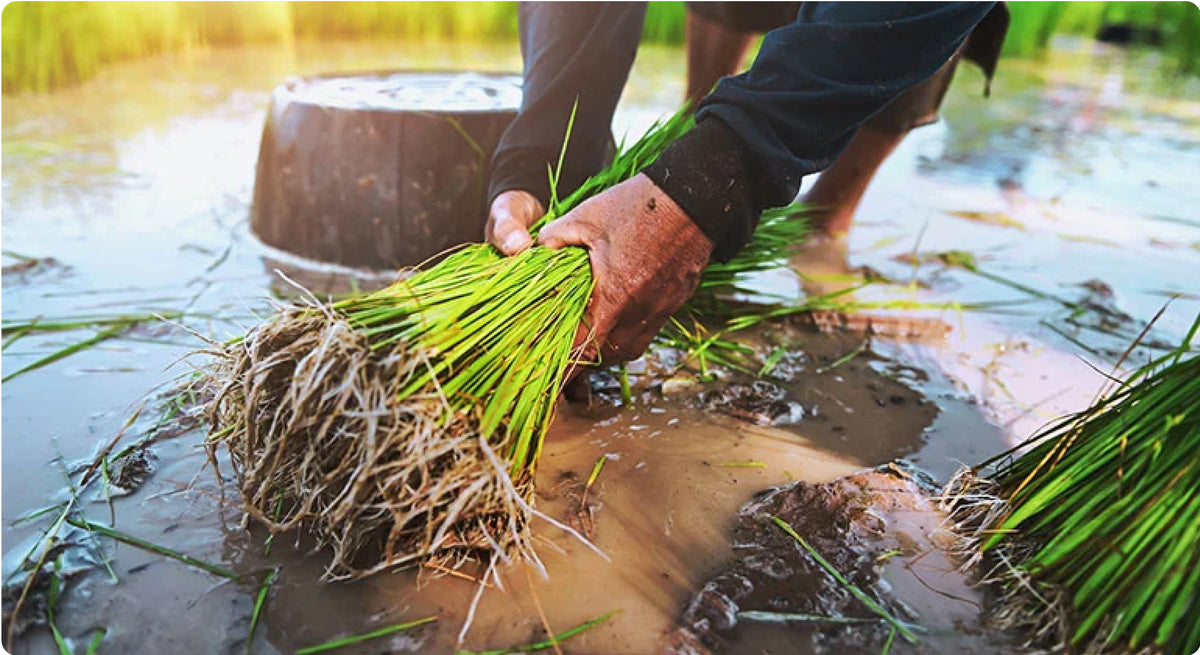Paddy straw-based power plant technology introduced – Sampurn Agri Ventures